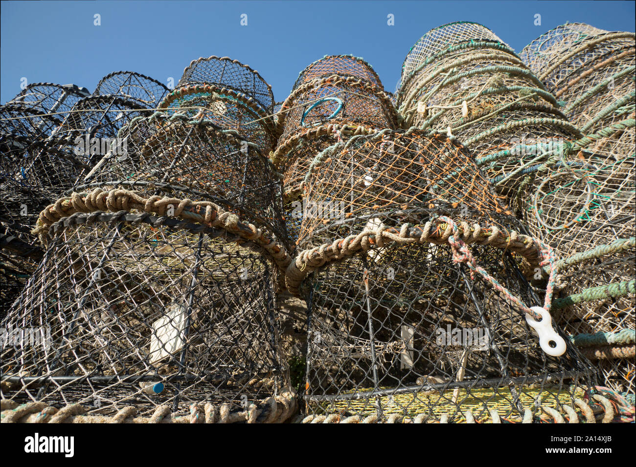 Cuttlefish brixham hi-res stock photography and images - Alamy