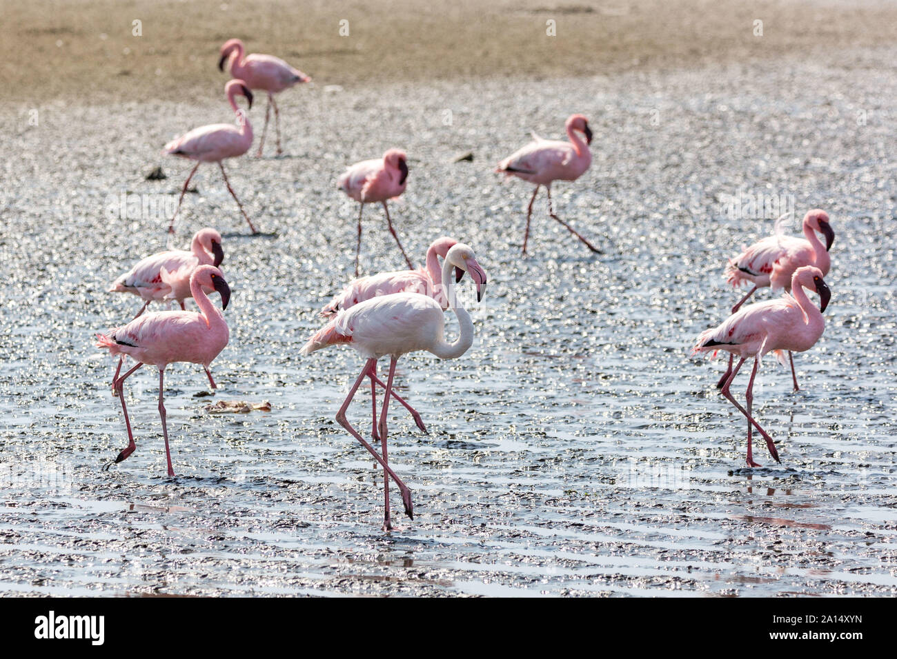 Food in the water hi-res stock photography and images - Alamy