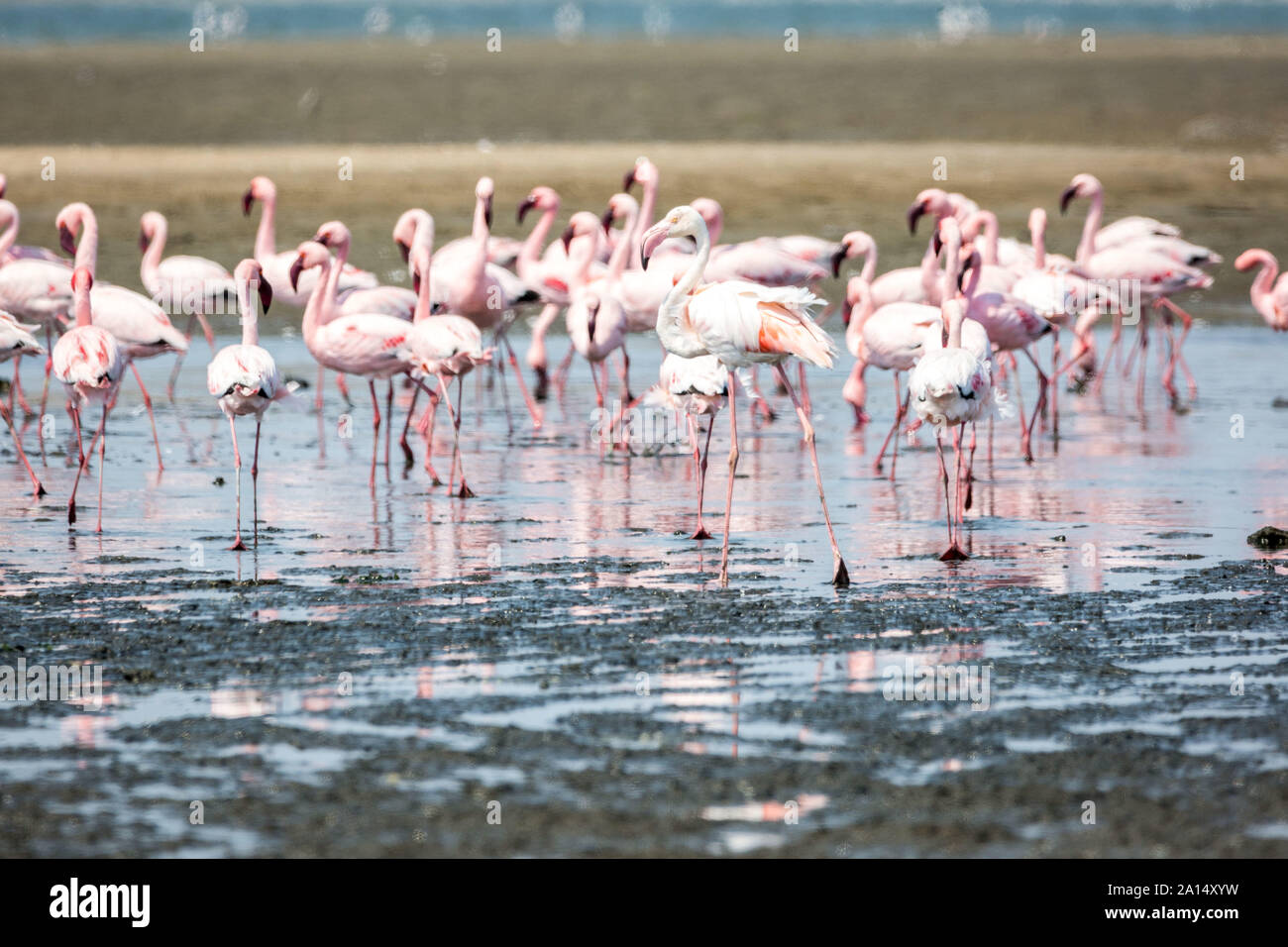 A swarm of pink flamingos searching for food in the water, Walvis Bay ...