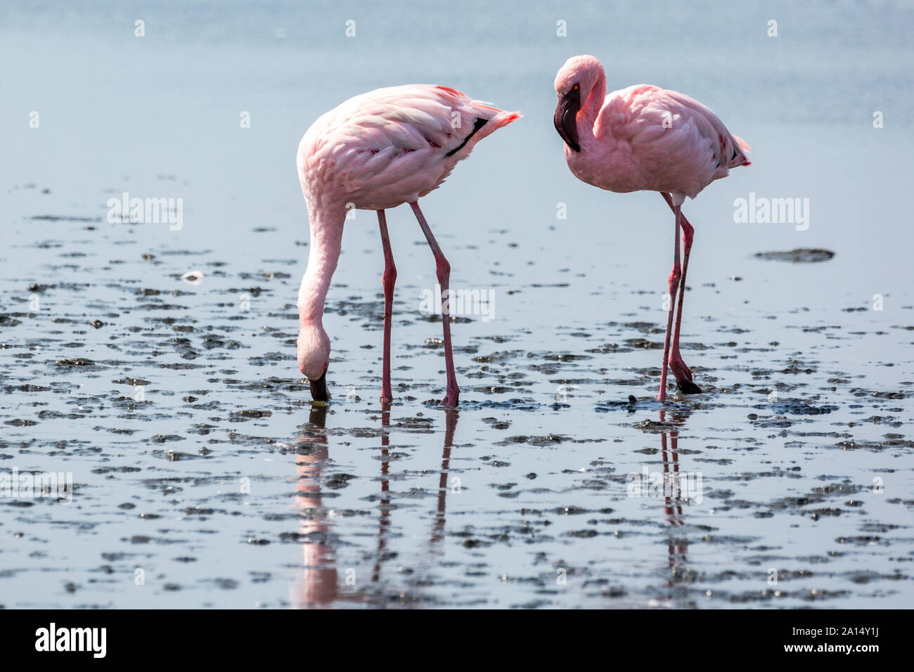 Two pink flamingos hi-res stock photography and images - Alamy