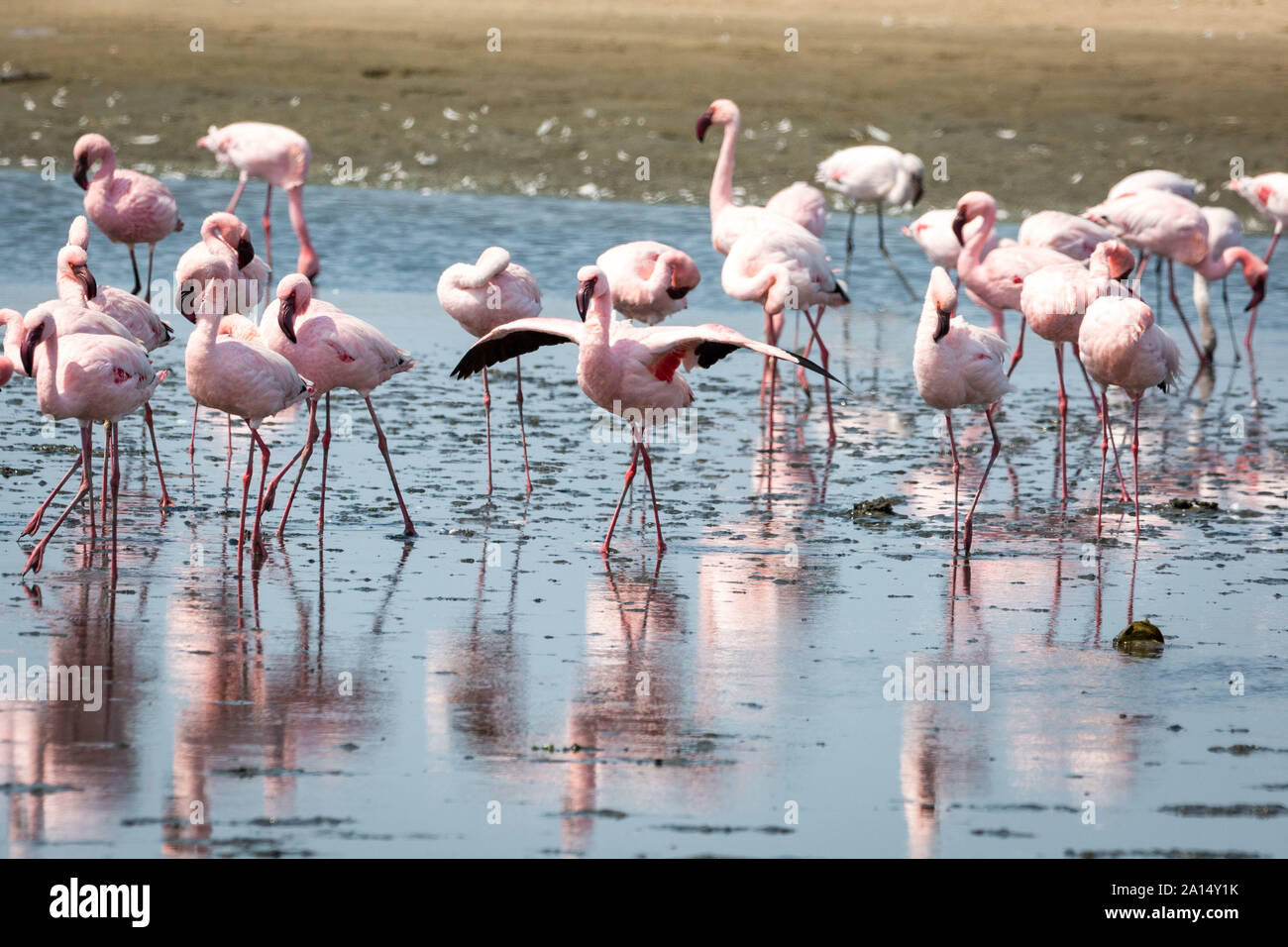 Flamingo reflecting in water hi-res stock photography and images - Alamy