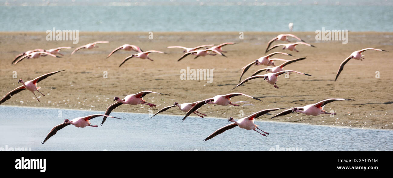 Flying flamingo hi-res stock photography and images - Alamy