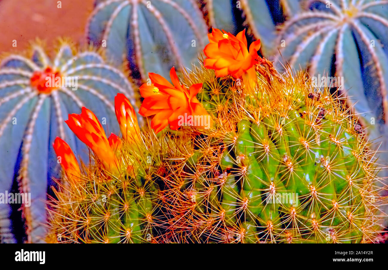 Lobivia hi-res stock photography and images - Alamy