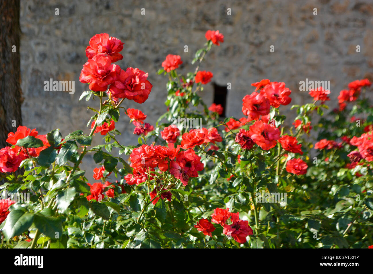 Cyprus Roses High Resolution Stock Photography and Images - Alamy