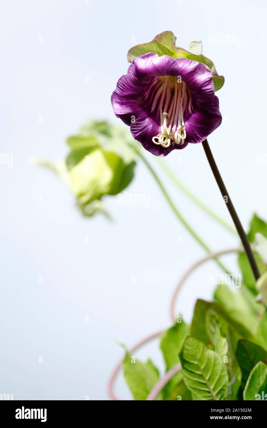 Single flower of Cobaea scandens, cup-and-saucer vine, cathedral bells ...