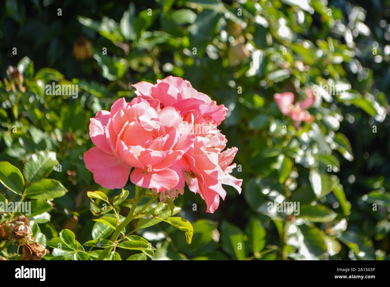 Cyprus roses hi-res stock photography and images - Alamy