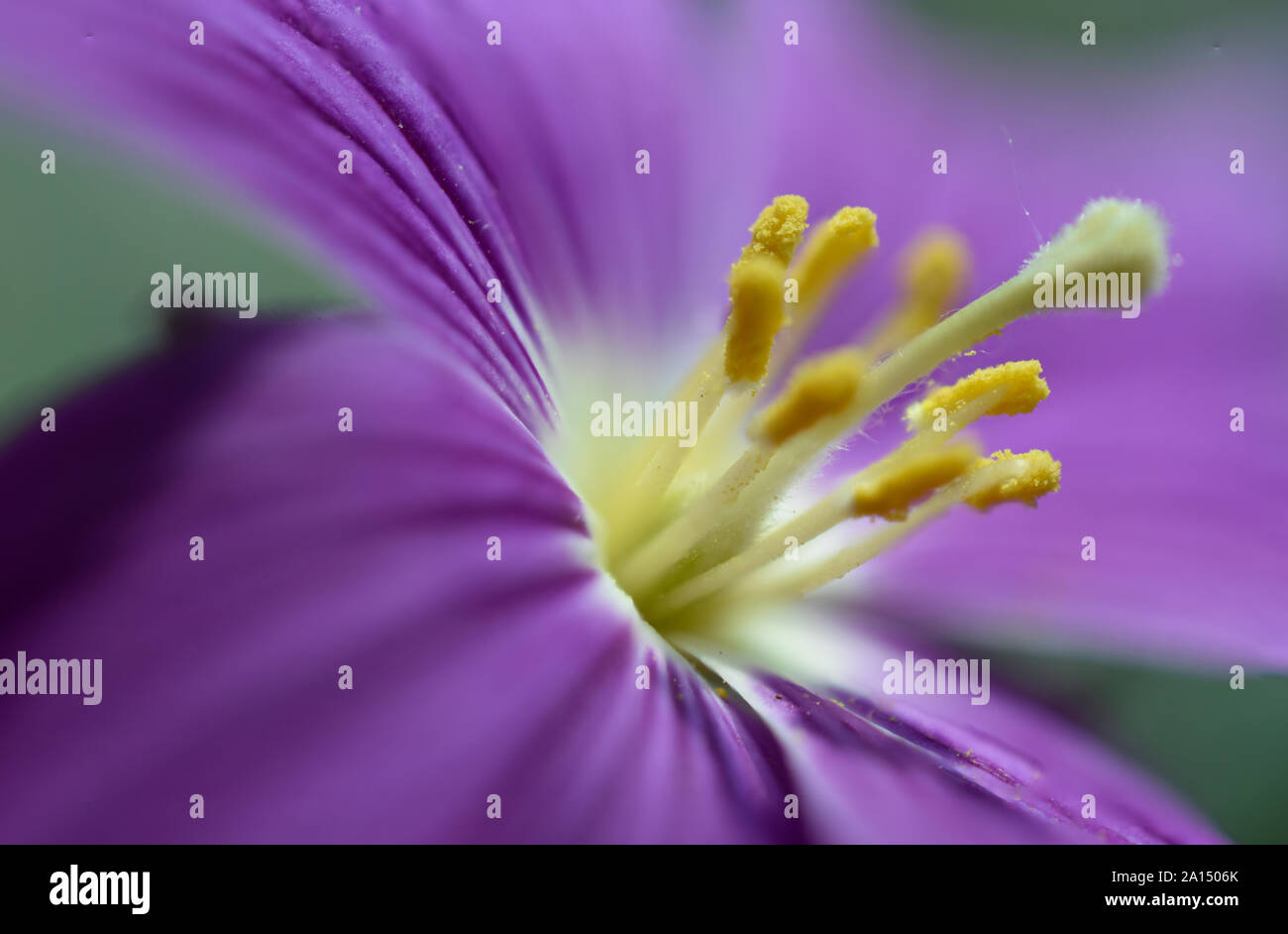 Rare Flor De San Juan Flower native only to central Mexico and ...