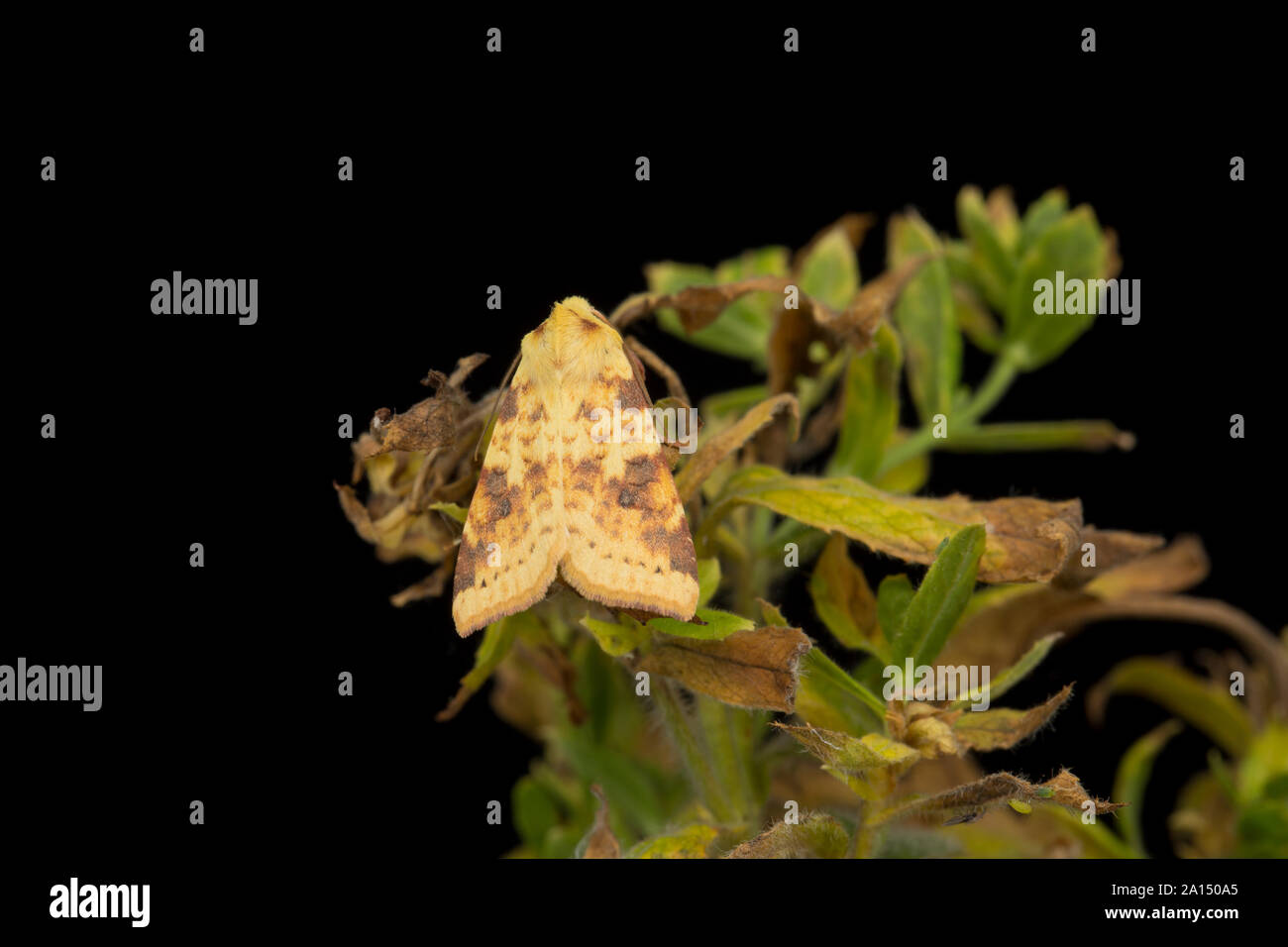 An example of a Pink-Barred sallow moth, Xanthia togata, photographed ...