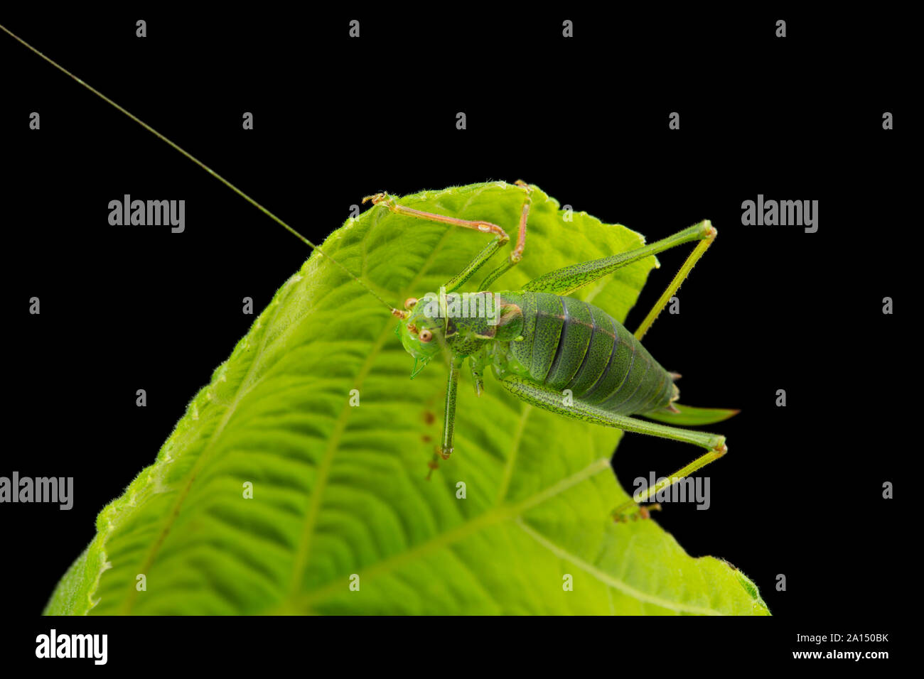 Cricket insects hi-res stock photography and images - Alamy