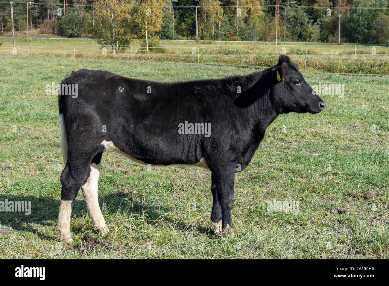 calf standing on meadow, Finland Stock Photo - Alamy