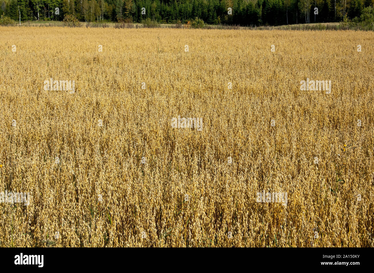 Ripe oats avena sativa hi-res stock photography and images - Alamy
