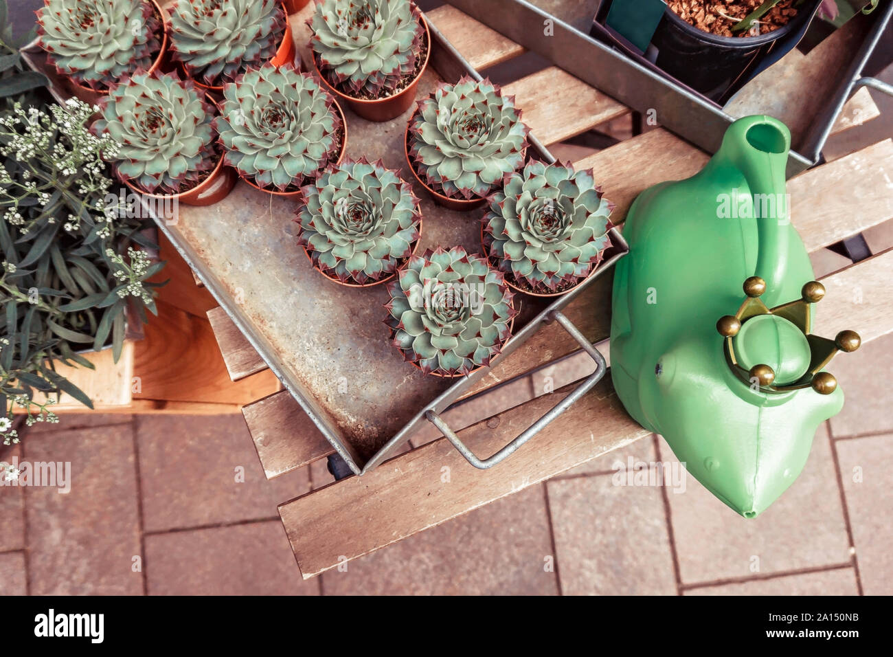 Group of succulents, cacti in pots on wooden table background Stock ...