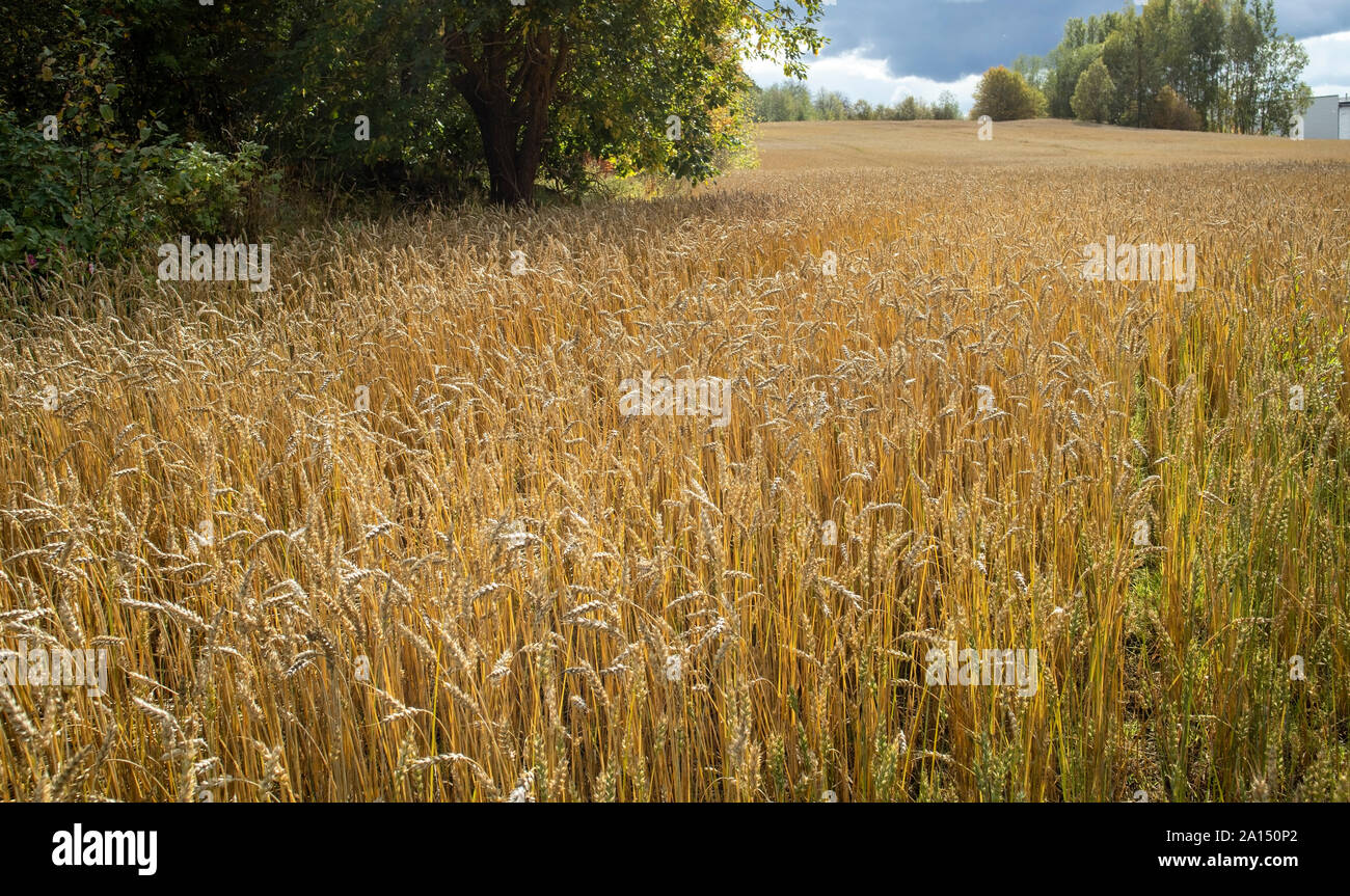 Common wheat field hi-res stock photography and images - Alamy
