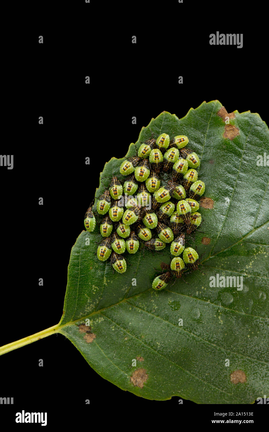 Bug nymphs hi-res stock photography and images - Alamy