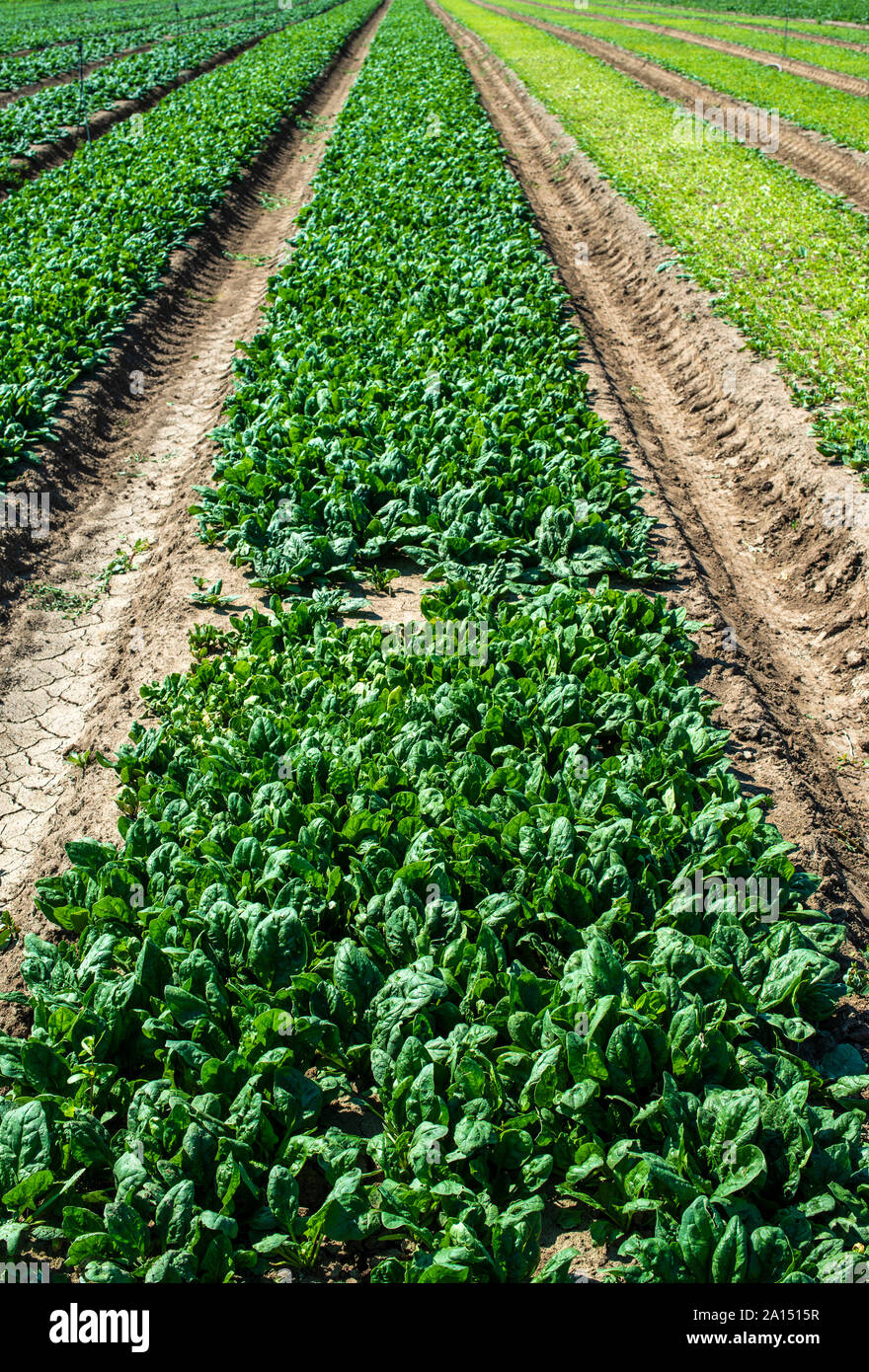 Spinach farm. Organic spinach leaves on the field. Agriculture bio ...
