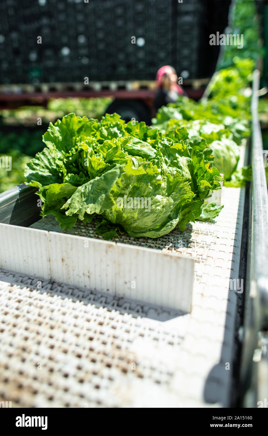 Tractor with production line for harvest lettuce automatically. Lettuce ...