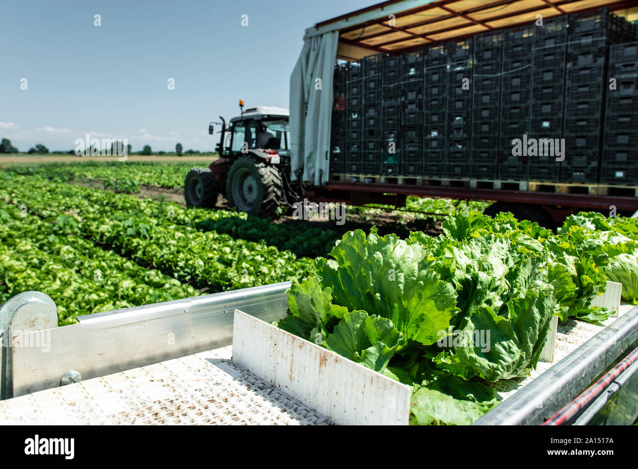 Tractor with production line for harvest lettuce automatically. Lettuce ...