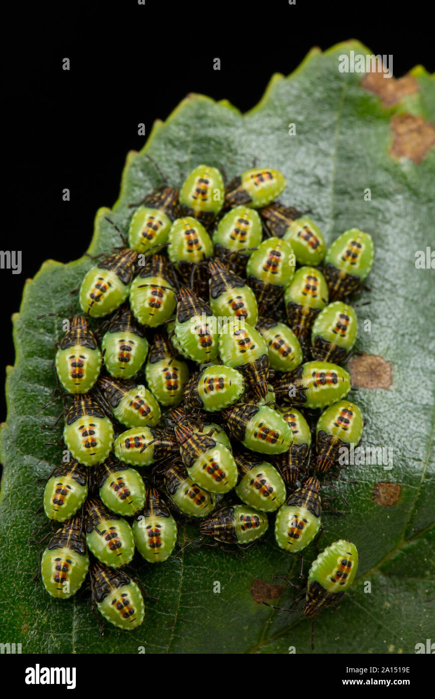 Tree nymphs hi-res stock photography and images - Alamy