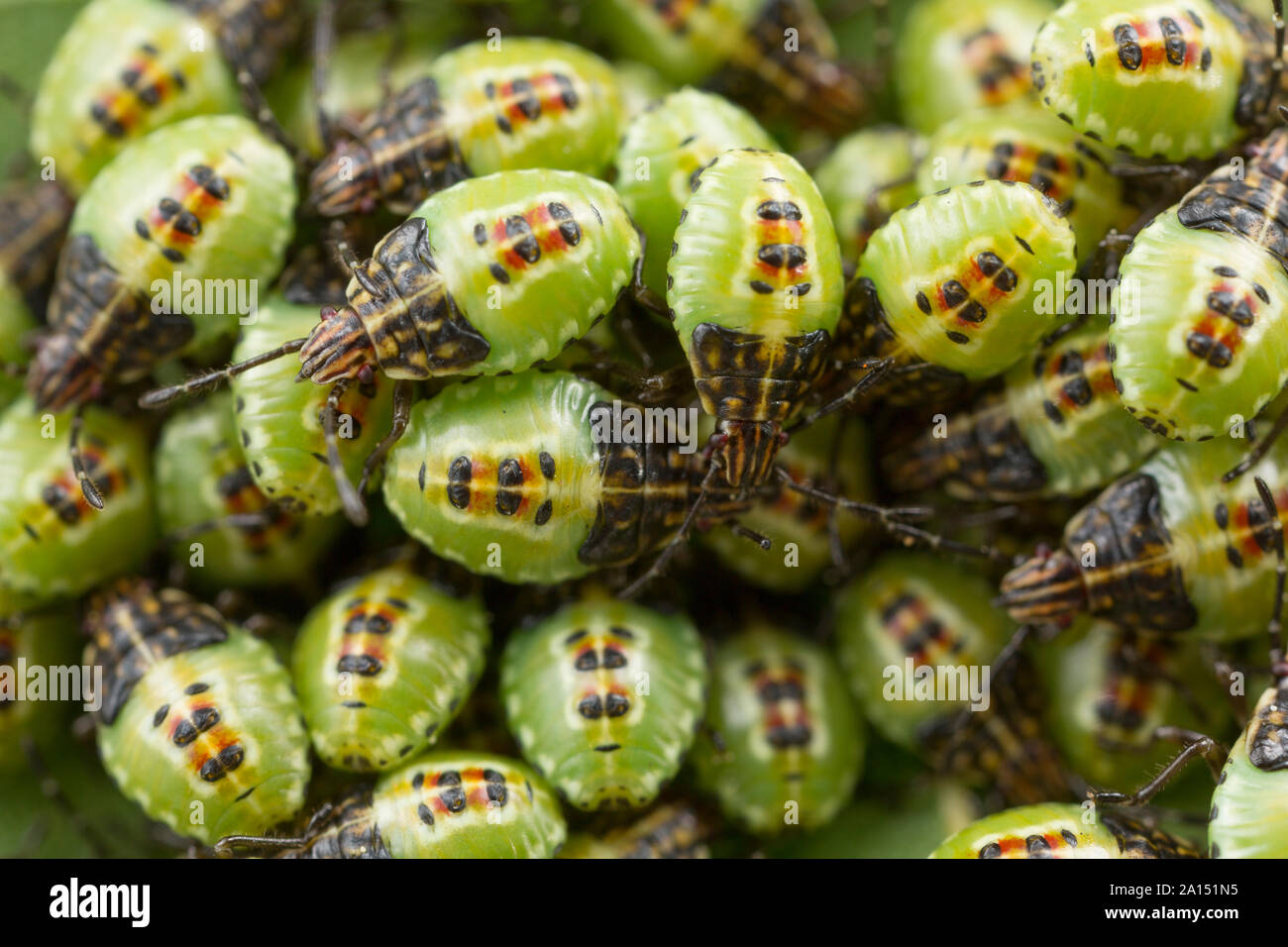 Alder gb hi-res stock photography and images - Alamy