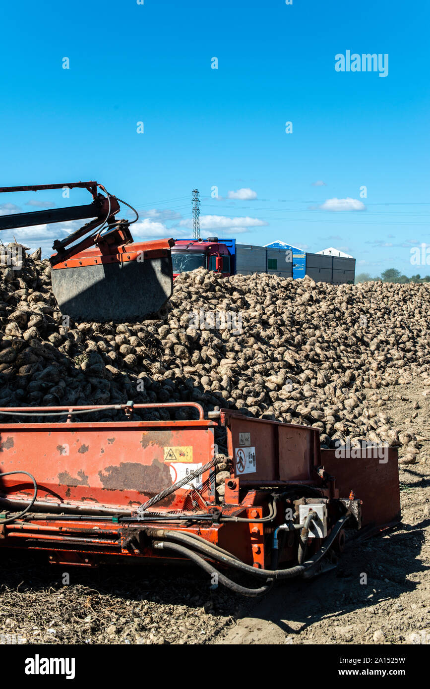Beet harvesting machine hi-res stock photography and images - Alamy