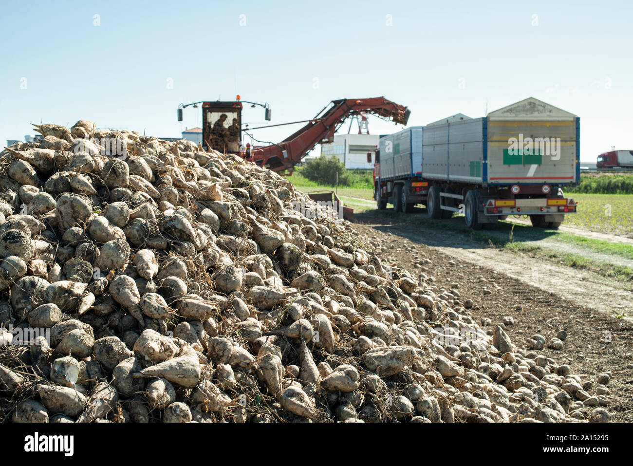 Machine harvest sugarbeet. Heap sugar beet in farm Stock Photo - Alamy