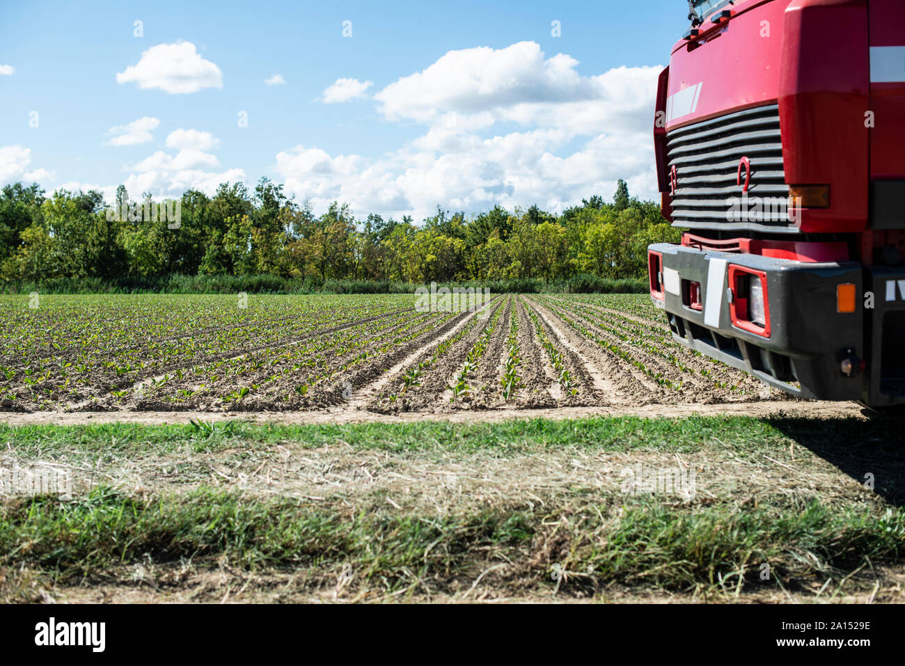 Sugar beet plantation in a row. Growing sugarbeet Stock Photo - Alamy