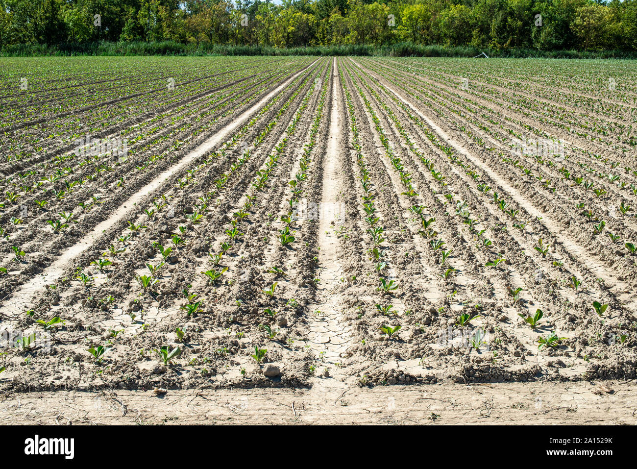 Row fresh beets growing hi-res stock photography and images - Alamy