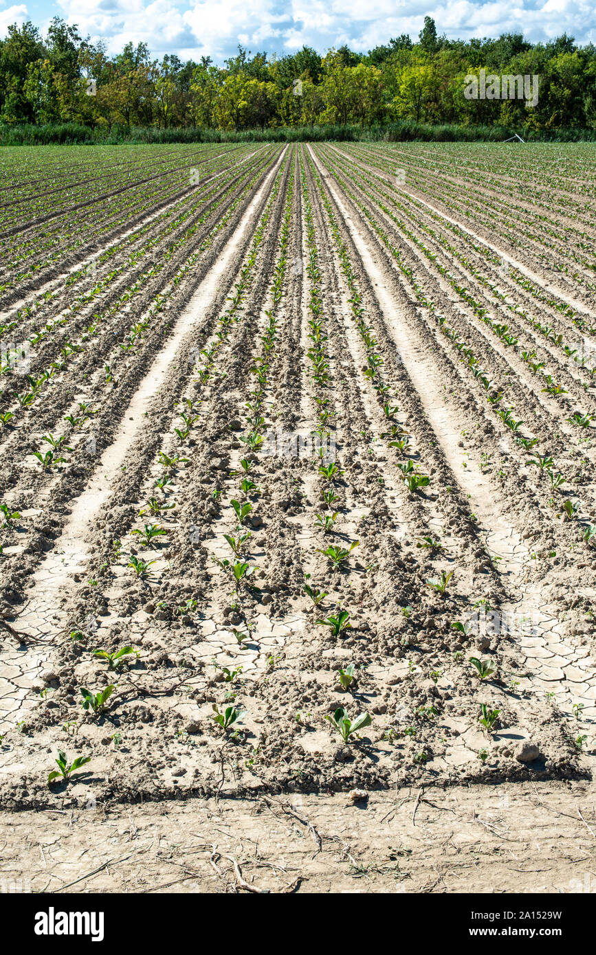Row fresh beets growing hi-res stock photography and images - Alamy