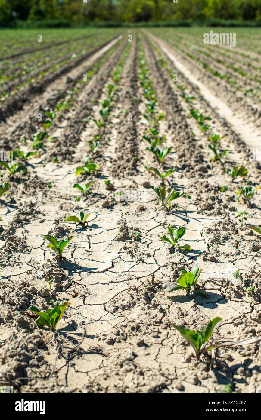 Beet plantation hi-res stock photography and images - Alamy