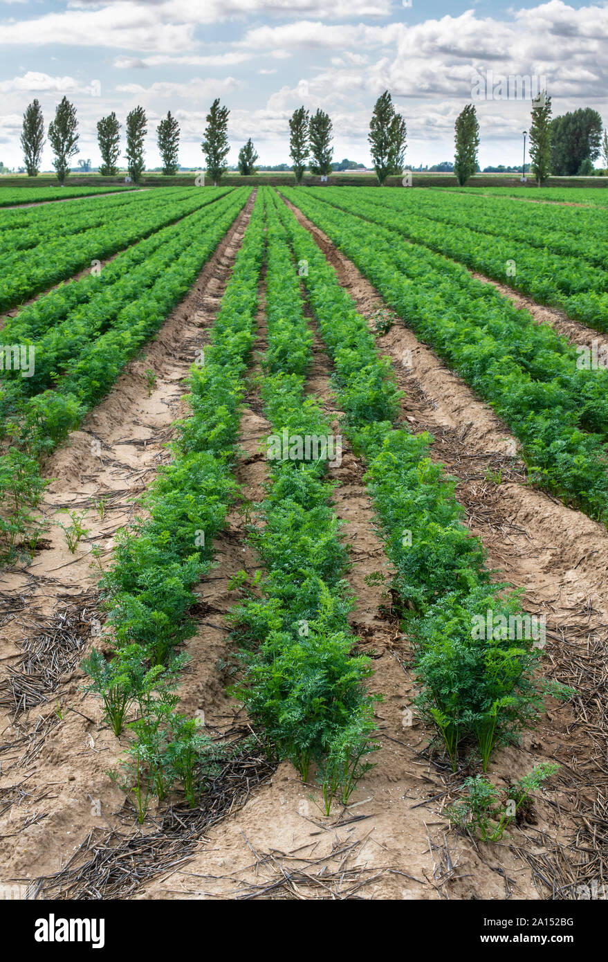 Carrot plantation. Growing carrots in rows. Gig industrial carrot farm ...