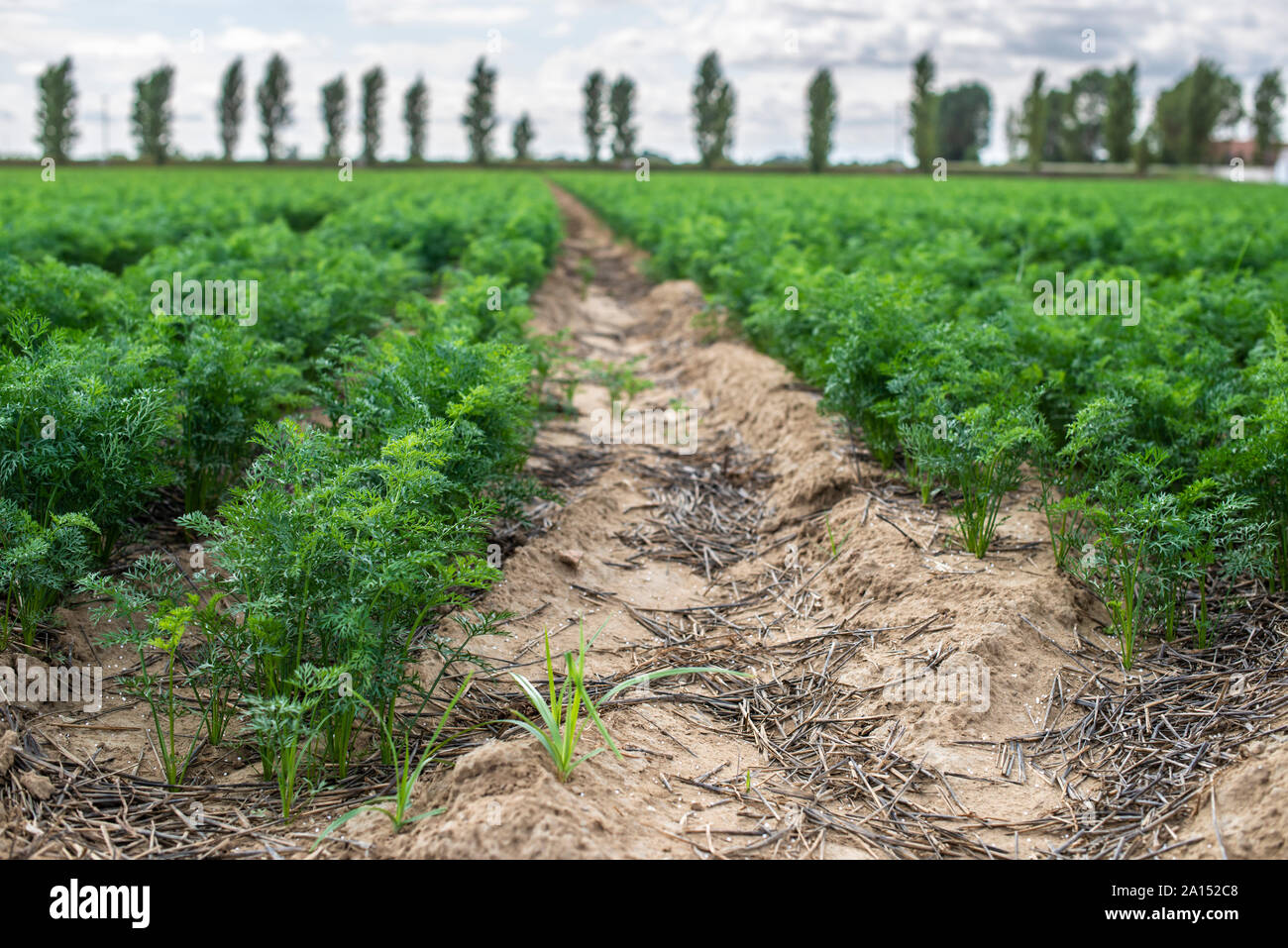 Carrot plantation. Growing carrots in rows. Gig industrial carrot farm ...