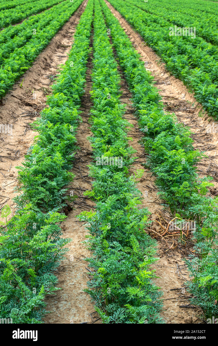 Carrot plantation. Growing carrots in rows. Gig industrial carrot farm ...