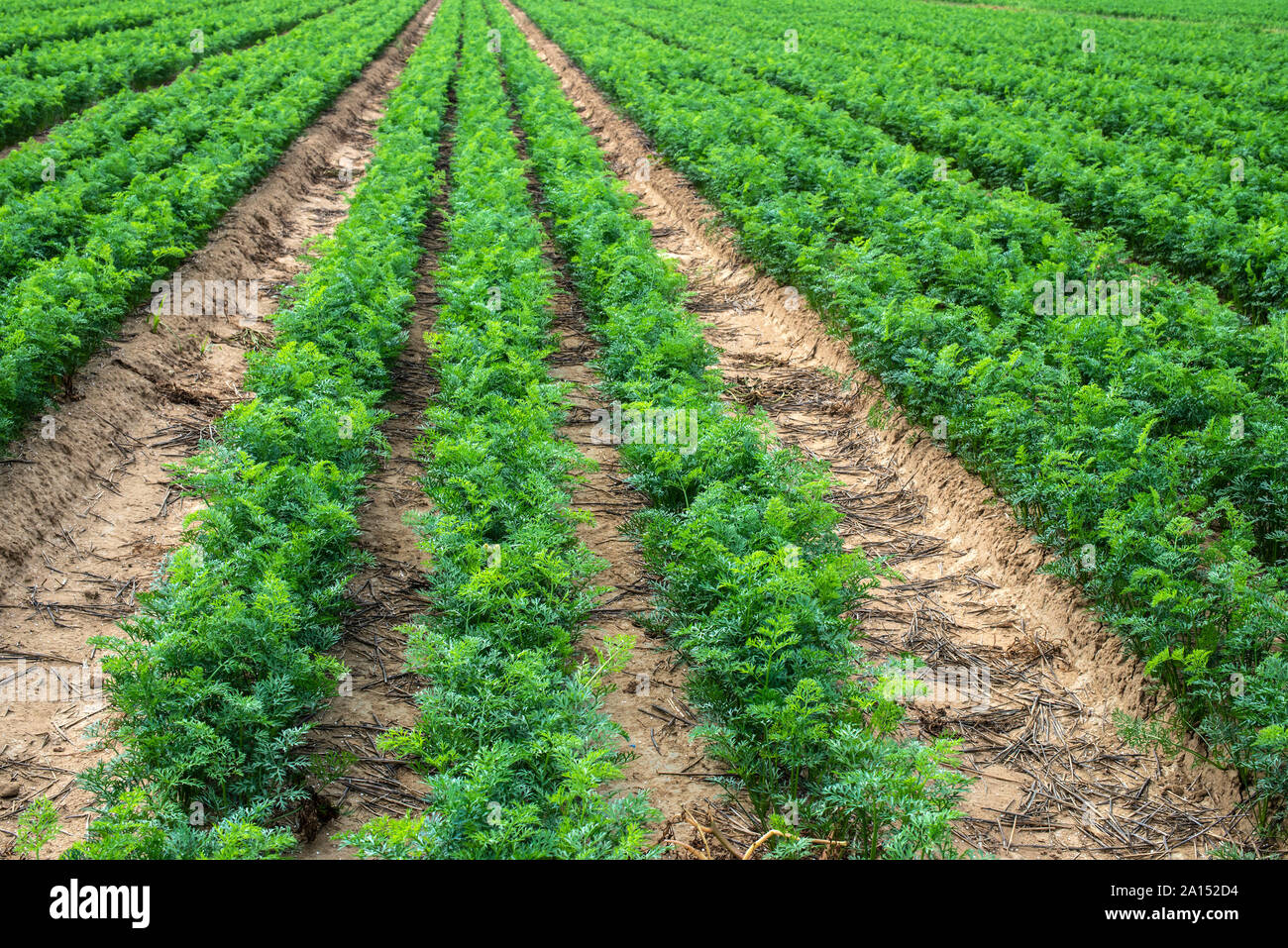 Carrot plantation. Growing carrots in rows. Gig industrial carrot farm ...