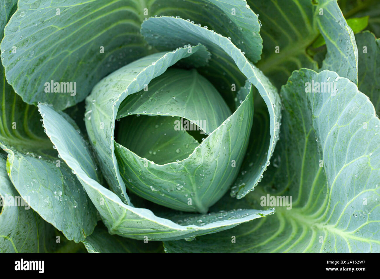 Open cabbage hi-res stock photography and images - Alamy
