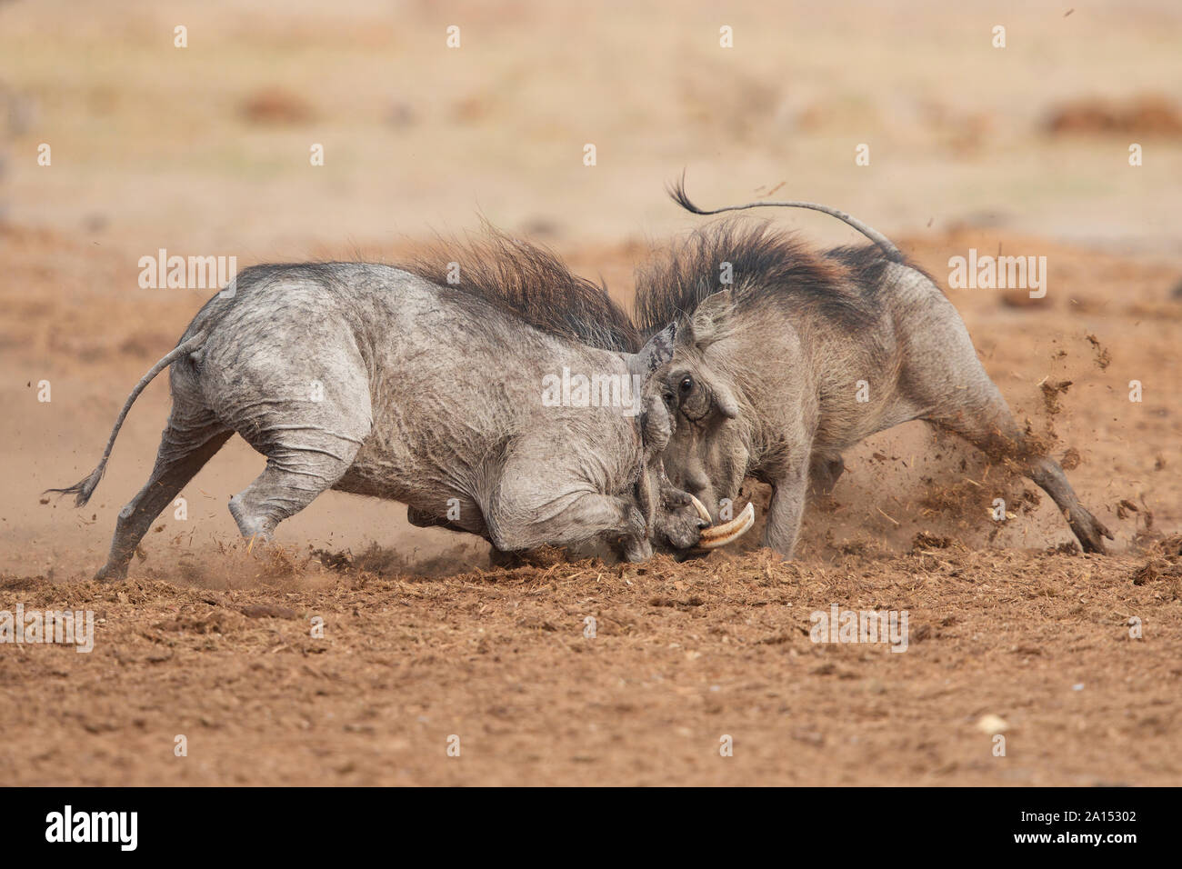 Mammalsofafrica hi-res stock photography and images - Alamy