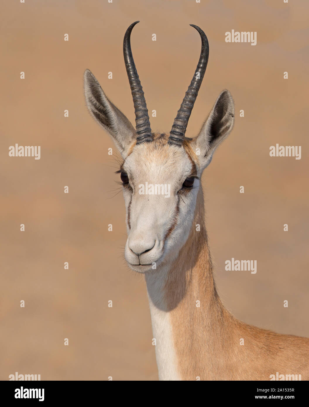 Mammalsofafrica hi-res stock photography and images - Alamy