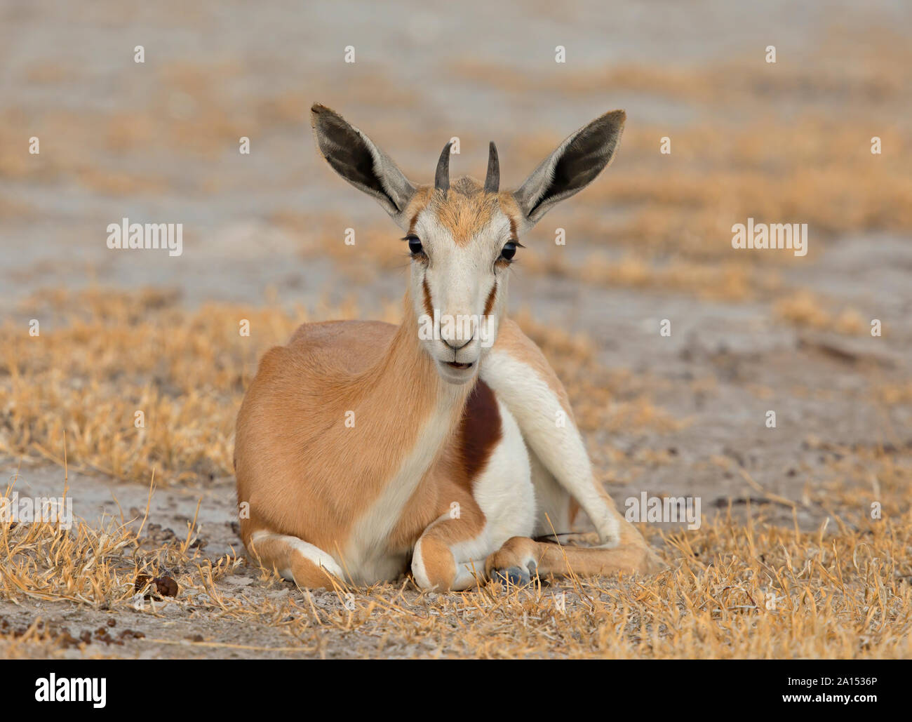 Mammalsofafrica hi-res stock photography and images - Alamy