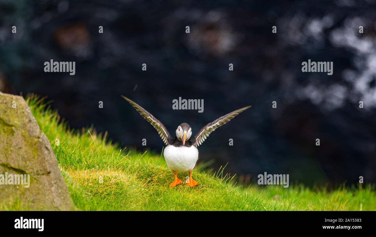 Puffin looking into camera hi-res stock photography and images - Alamy