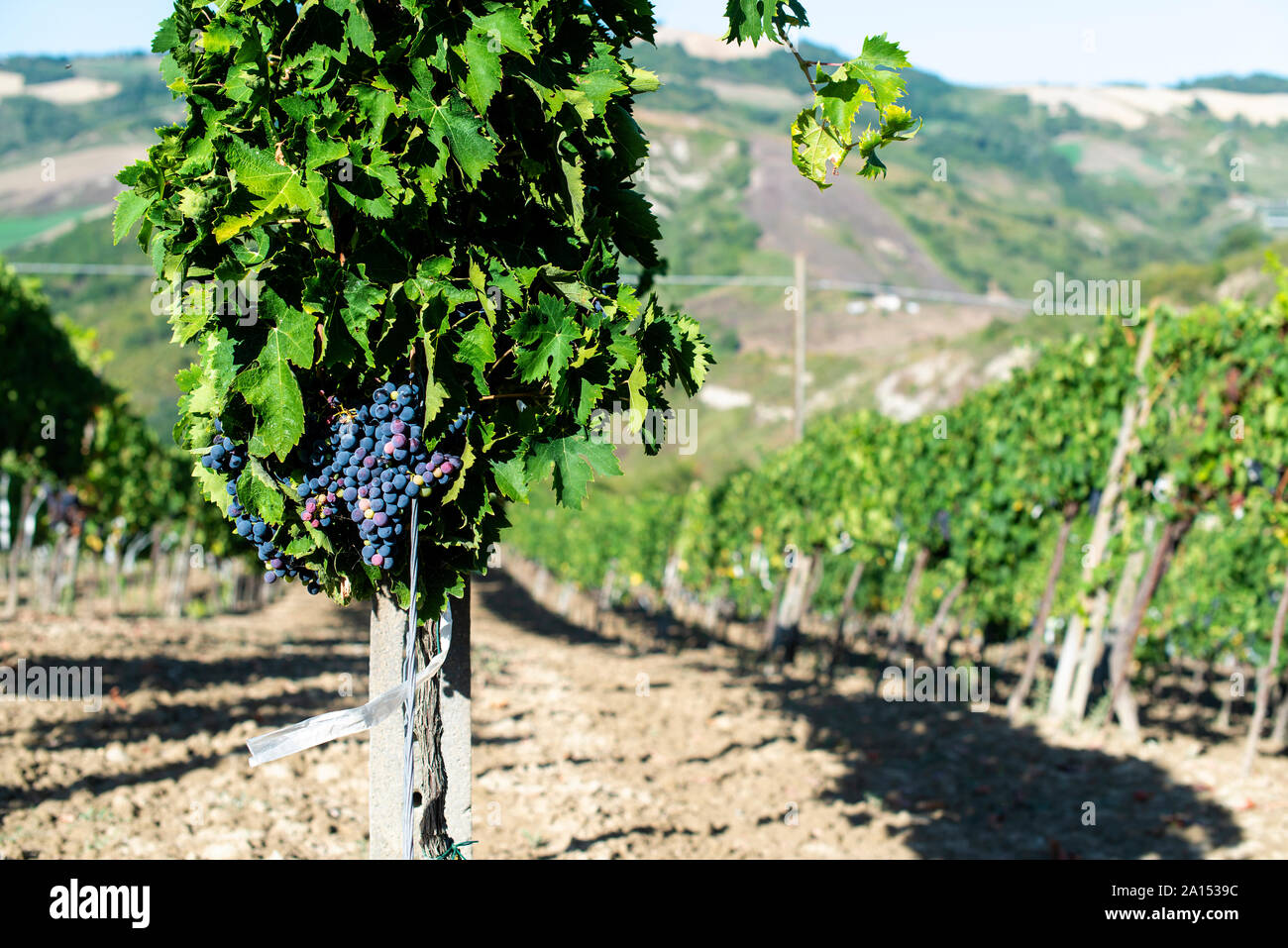 Vine valley, vineyards in rows on hill in Italy Stock Photo - Alamy