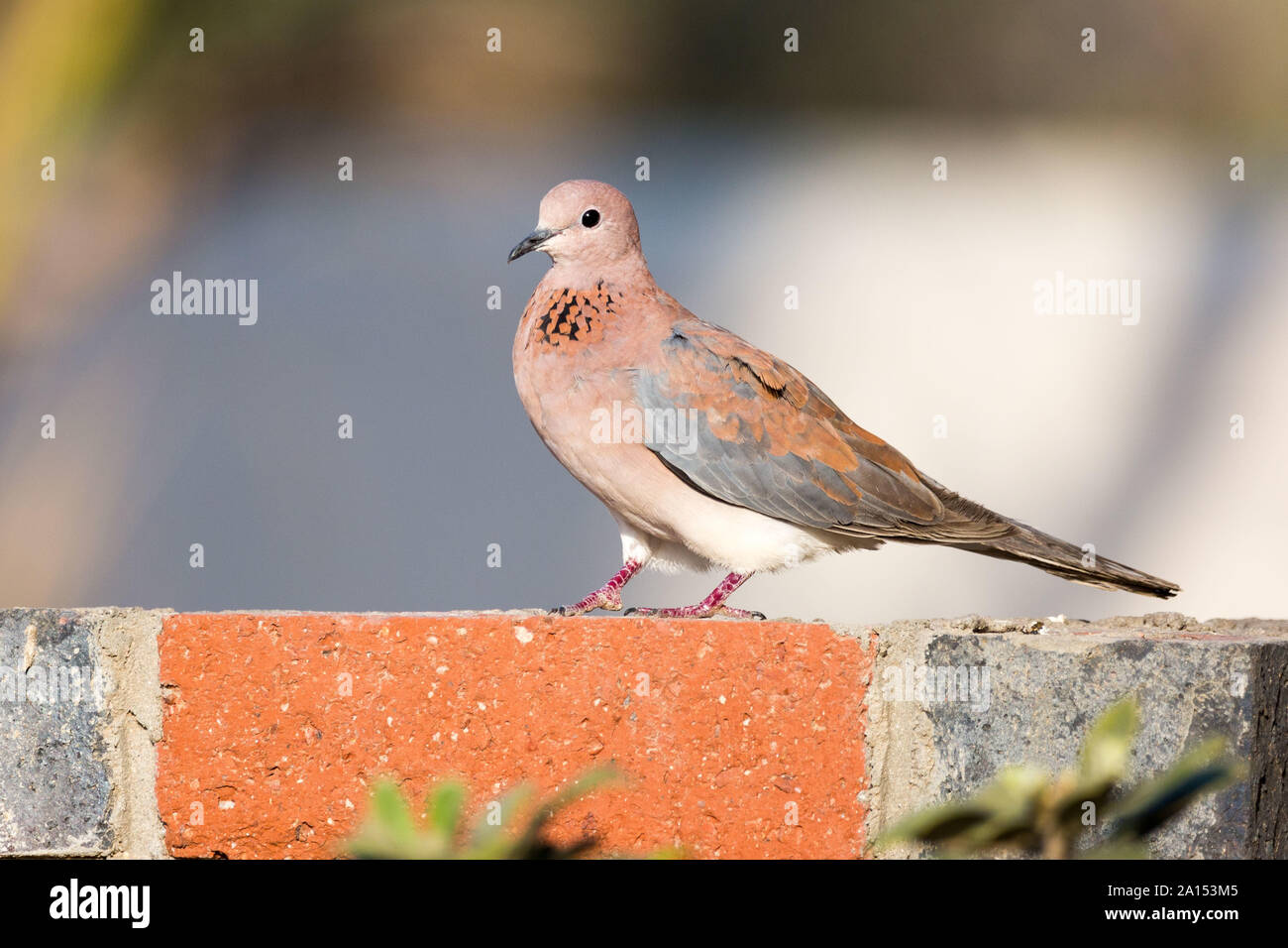 Turtle dove (streptopelia turtur) with beautiful feathers waiting on a ...