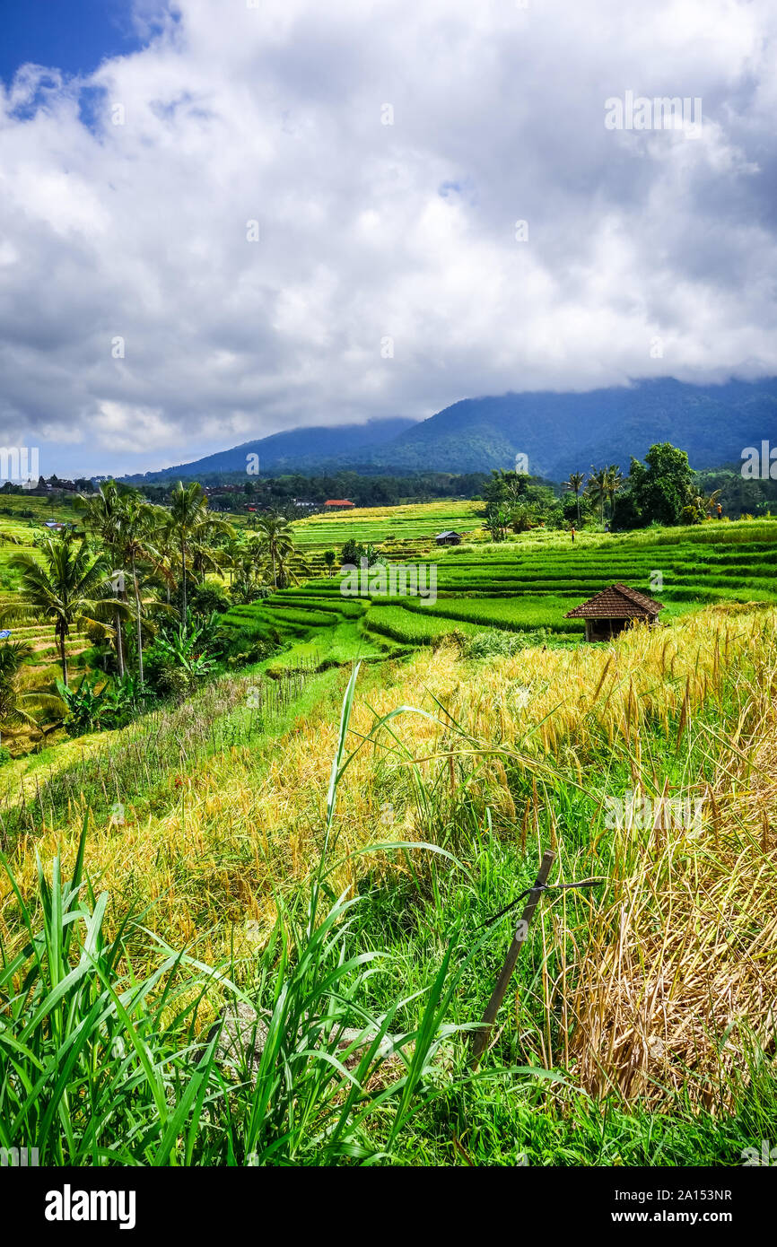 Jatiluwih paddy field rice terraces in Bali, Indonesia Stock Photo - Alamy