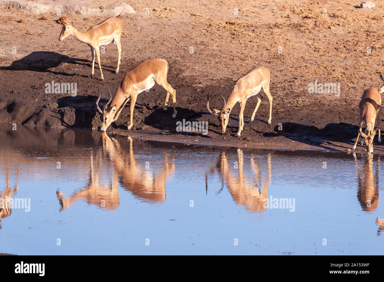 Drinking Impala High Resolution Stock Photography and Images - Alamy
