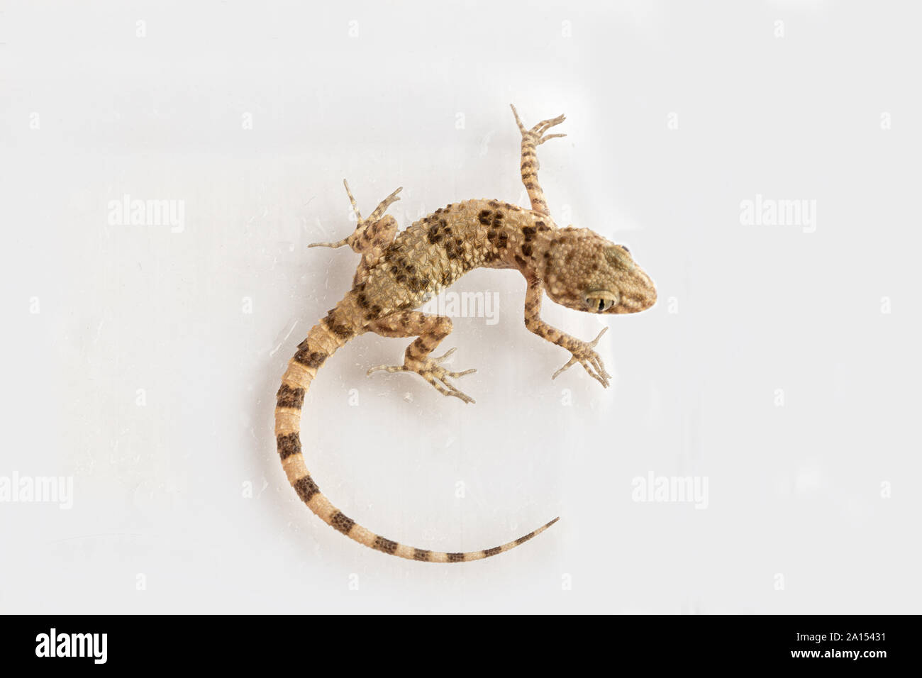 Tropical house gecko habitat hi-res stock photography and images - Alamy