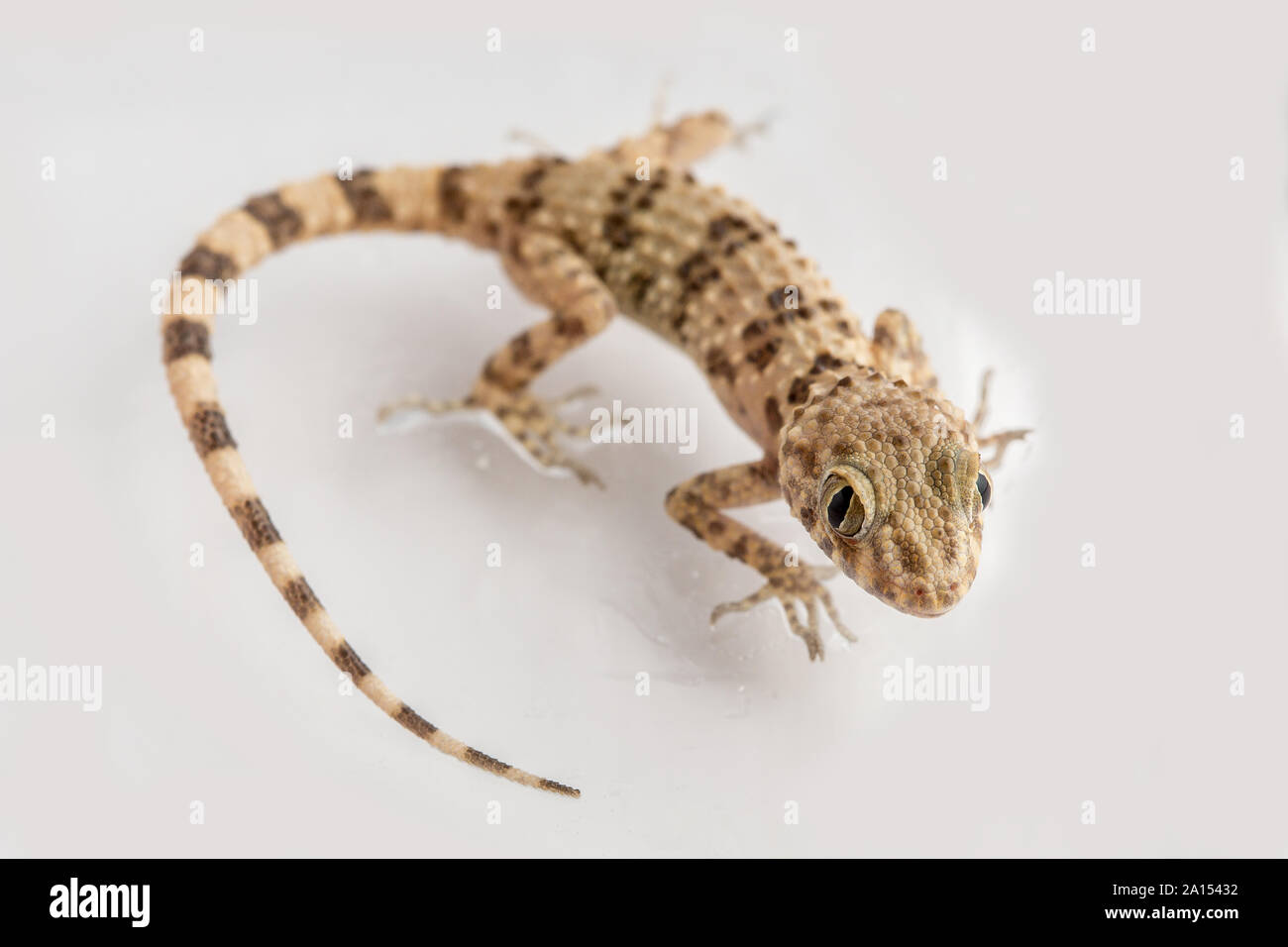 Tropical house gecko habitat hi-res stock photography and images - Alamy