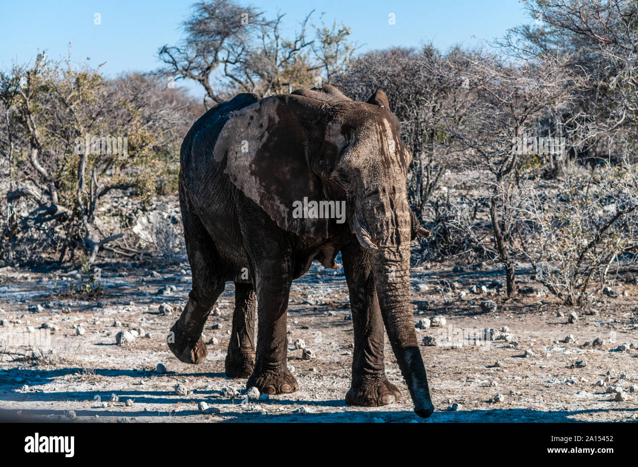 African elephant walking through waterhole hi-res stock photography and ...