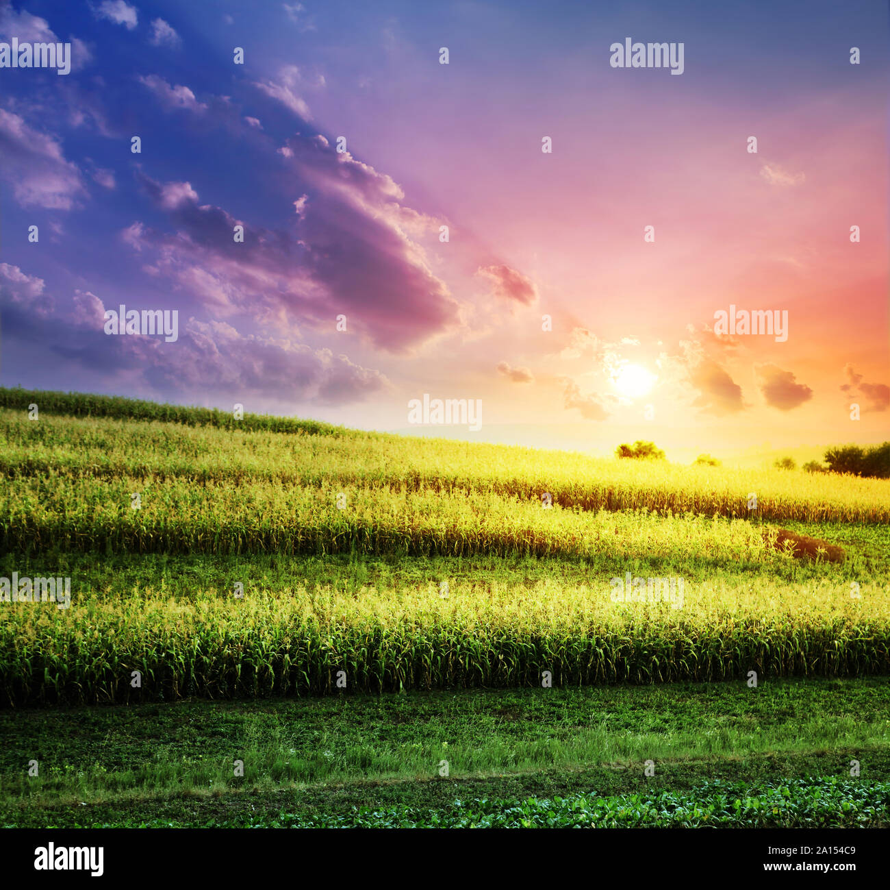 The corn field at a sunset, agriculture Stock Photo - Alamy