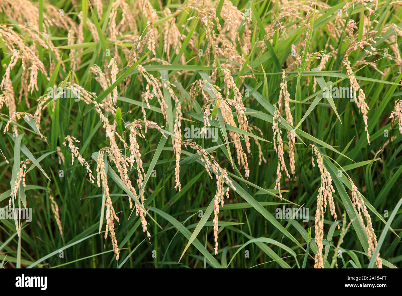Paddy harvest hi-res stock photography and images - Alamy
