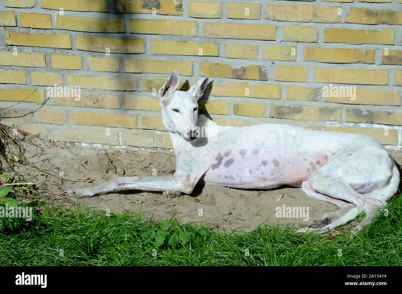 White podenco dog dazing in the sun with a yellow brick wall as ...