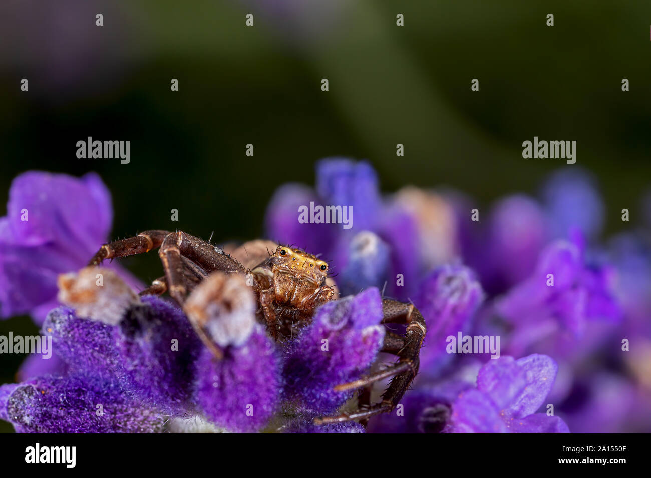 brown little spider on lavender Stock Photo - Alamy