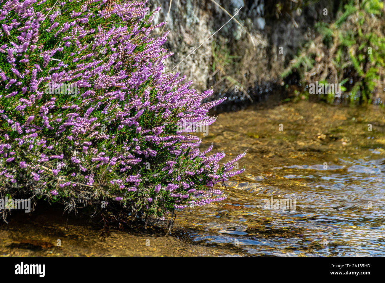Heather growing with bracken hi-res stock photography and images - Alamy